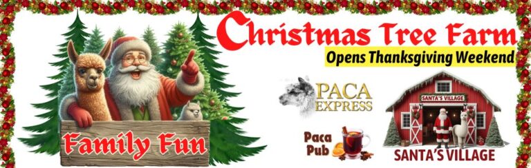 Celebrate With A Real Christmas Tree in 2024 - TX-Ture Farm